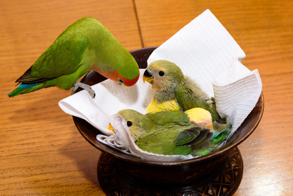 Inséparables (agapornidés) | Caractéristiques & conseils pour s'en occuper