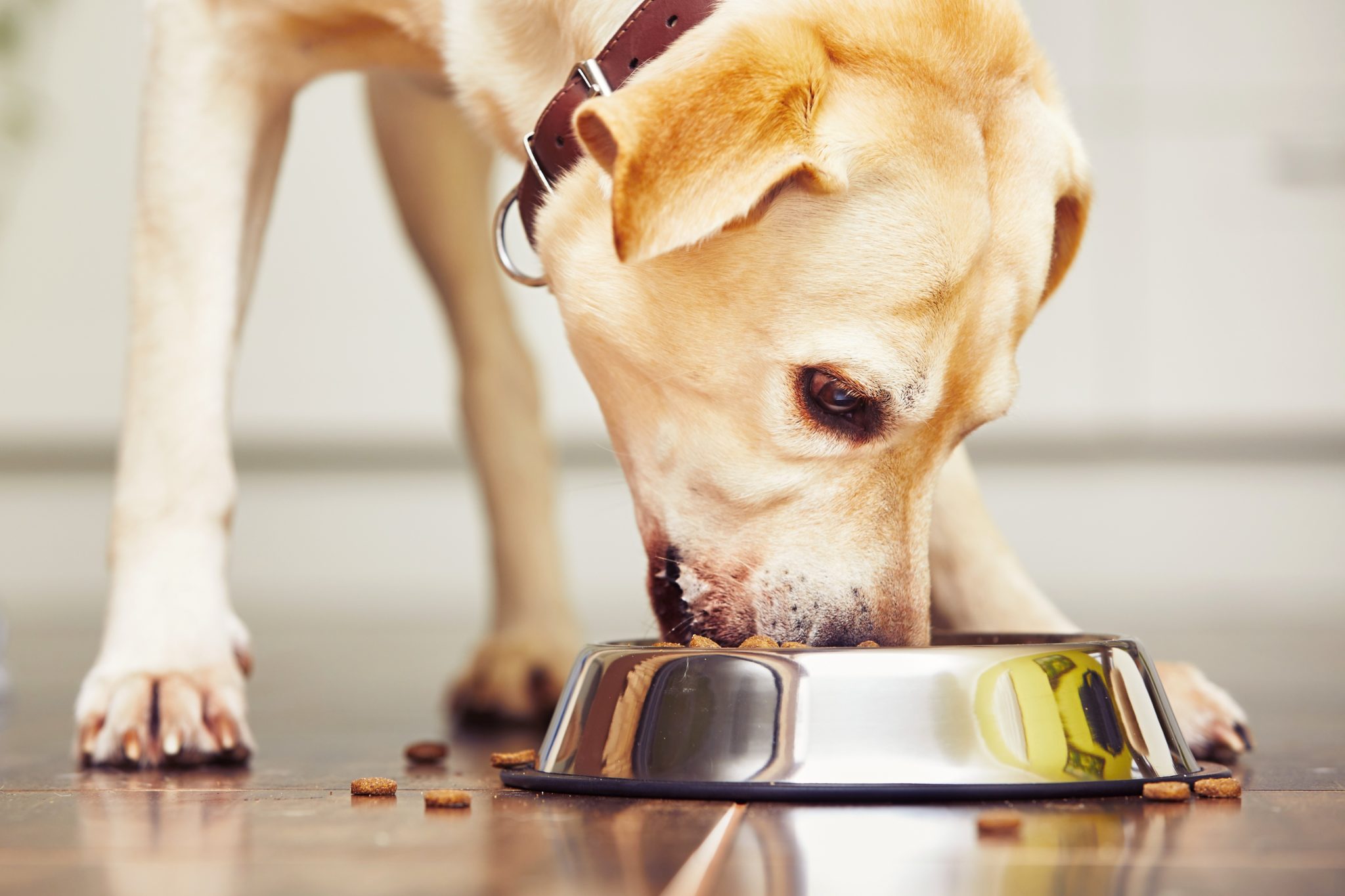 Alimentation adaptée pour chien adulte | zooplus