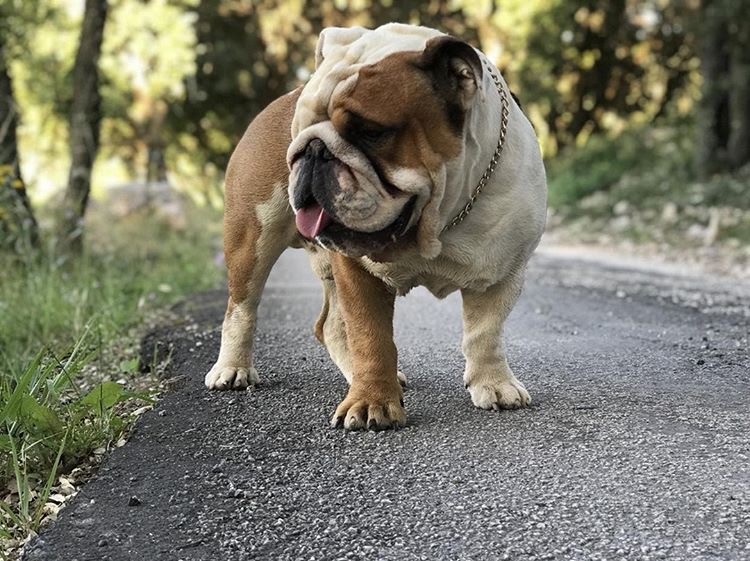 Bulldog anglais : caractère, éducation, santé | zooplus
