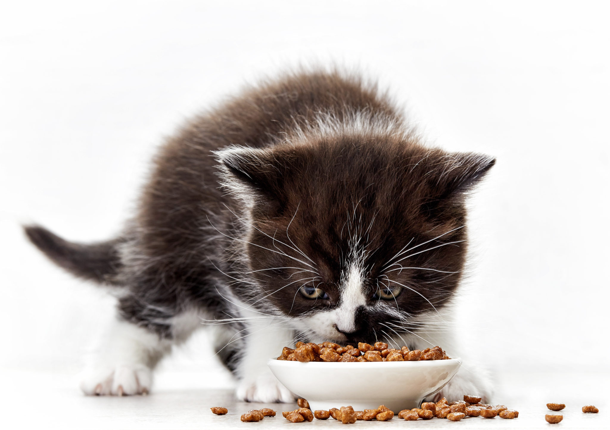 Alimentation du chaton | Magazine zooplus