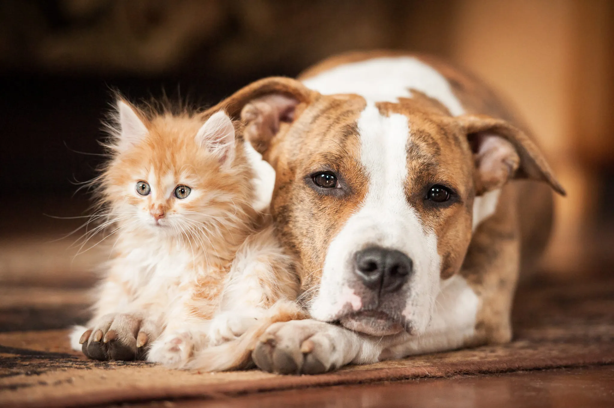 Chien et chat : comment les faire cohabiter? | Magazine zooplus.be