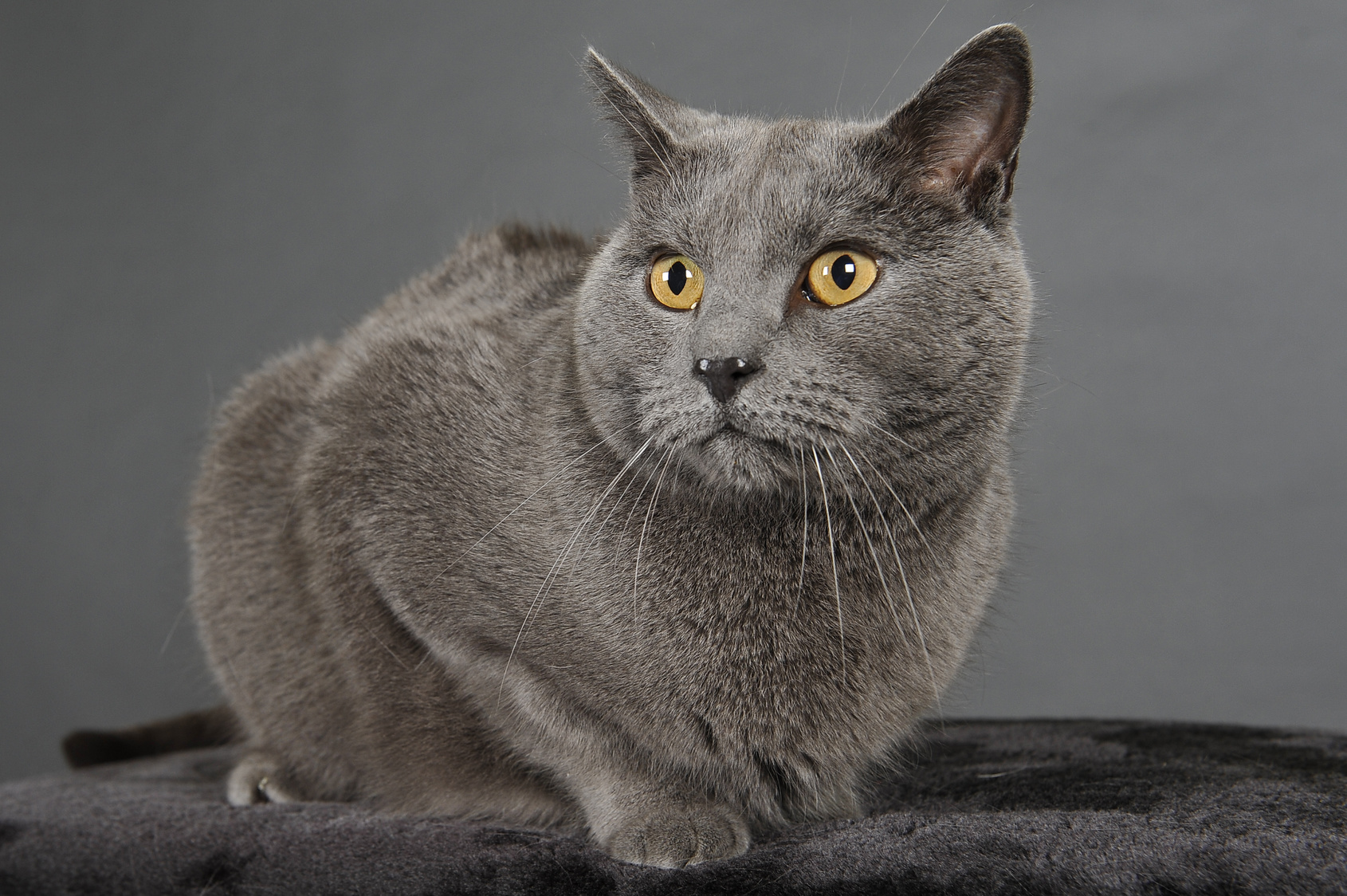 Chartreux (chat) : caractère, santé, élevage & adoption | zooplus