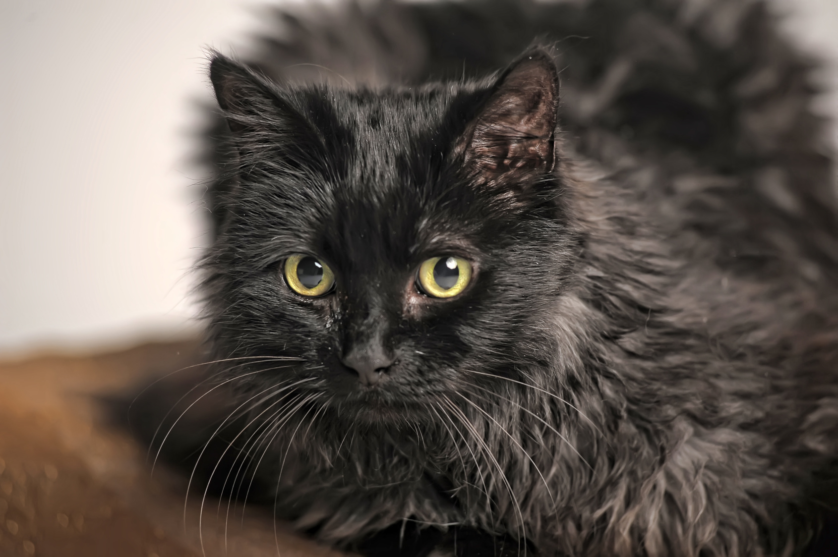 Chat Noir Qui Siffle 8 Chats Noirs Qui Ont Porté Chance Sanicat