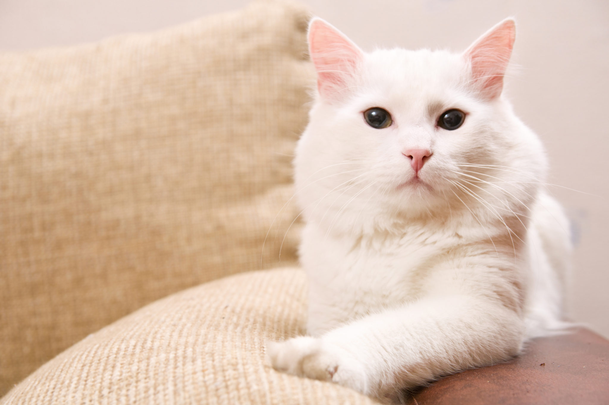 Angora turc : caractère, santé, élevage, adoption | zooplus