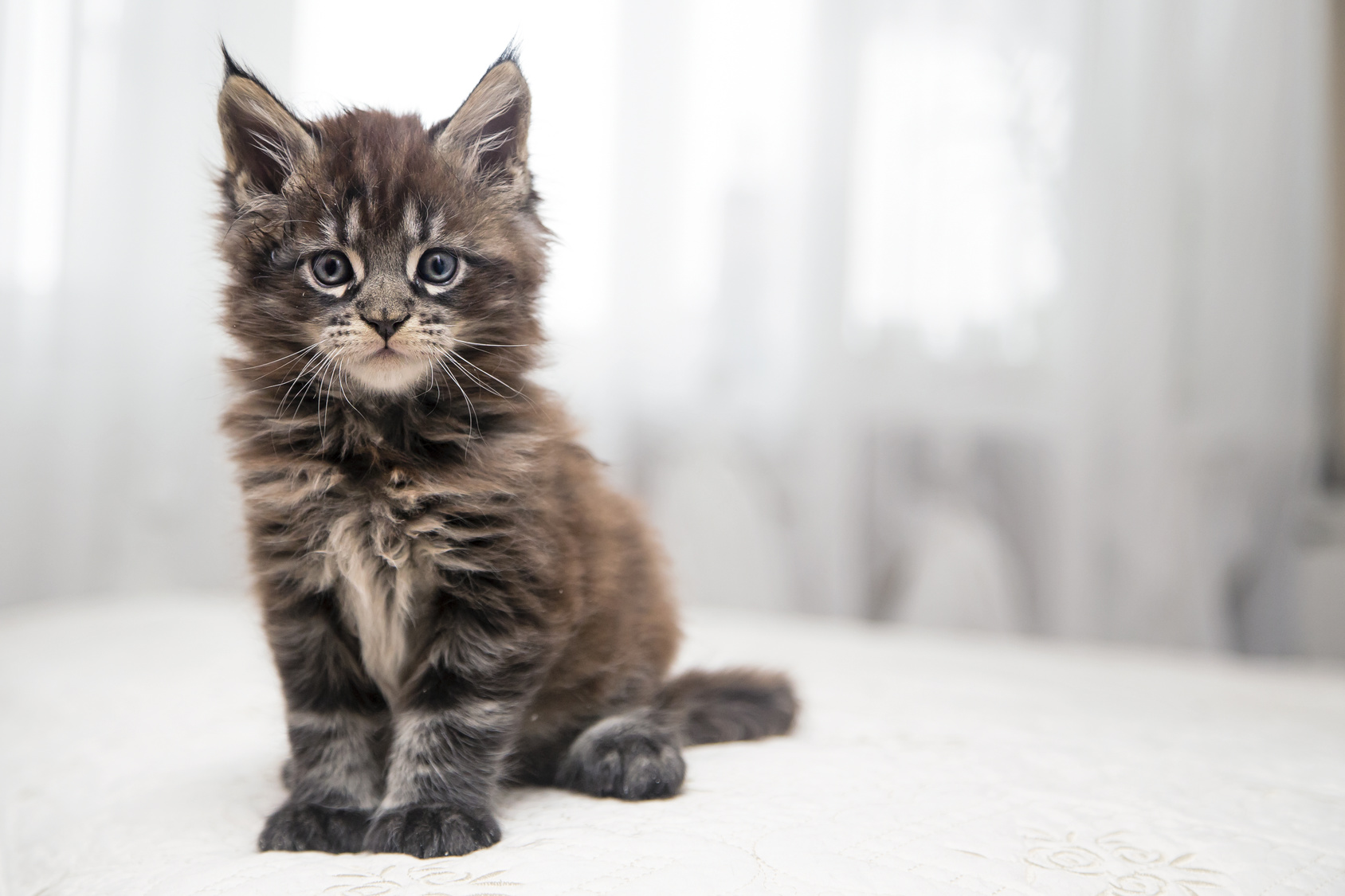 Maine Coon: caractère, santé, alimentation, conseils & photos | zooplus