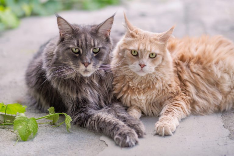 Maine Coon: caractère, santé, alimentation, conseils & photos | zooplus