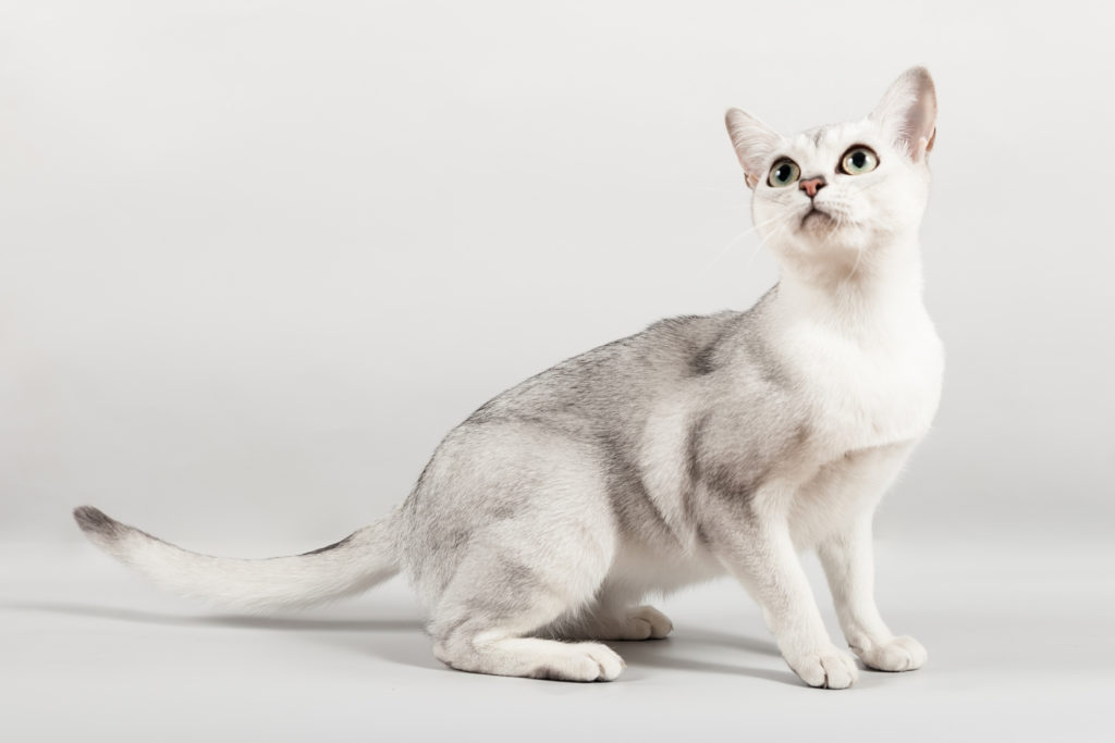 Burmilla (chat) : caractère, santé, adoption | Magazine zooplus