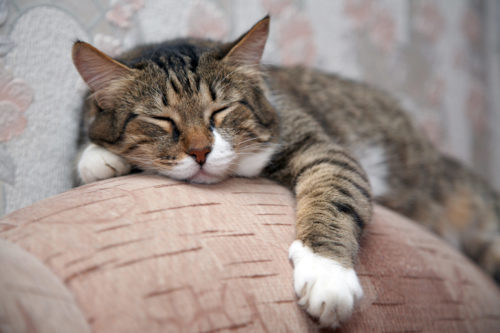 L’âge des chats : comment calculer l’âge des chats? | zooplus.be