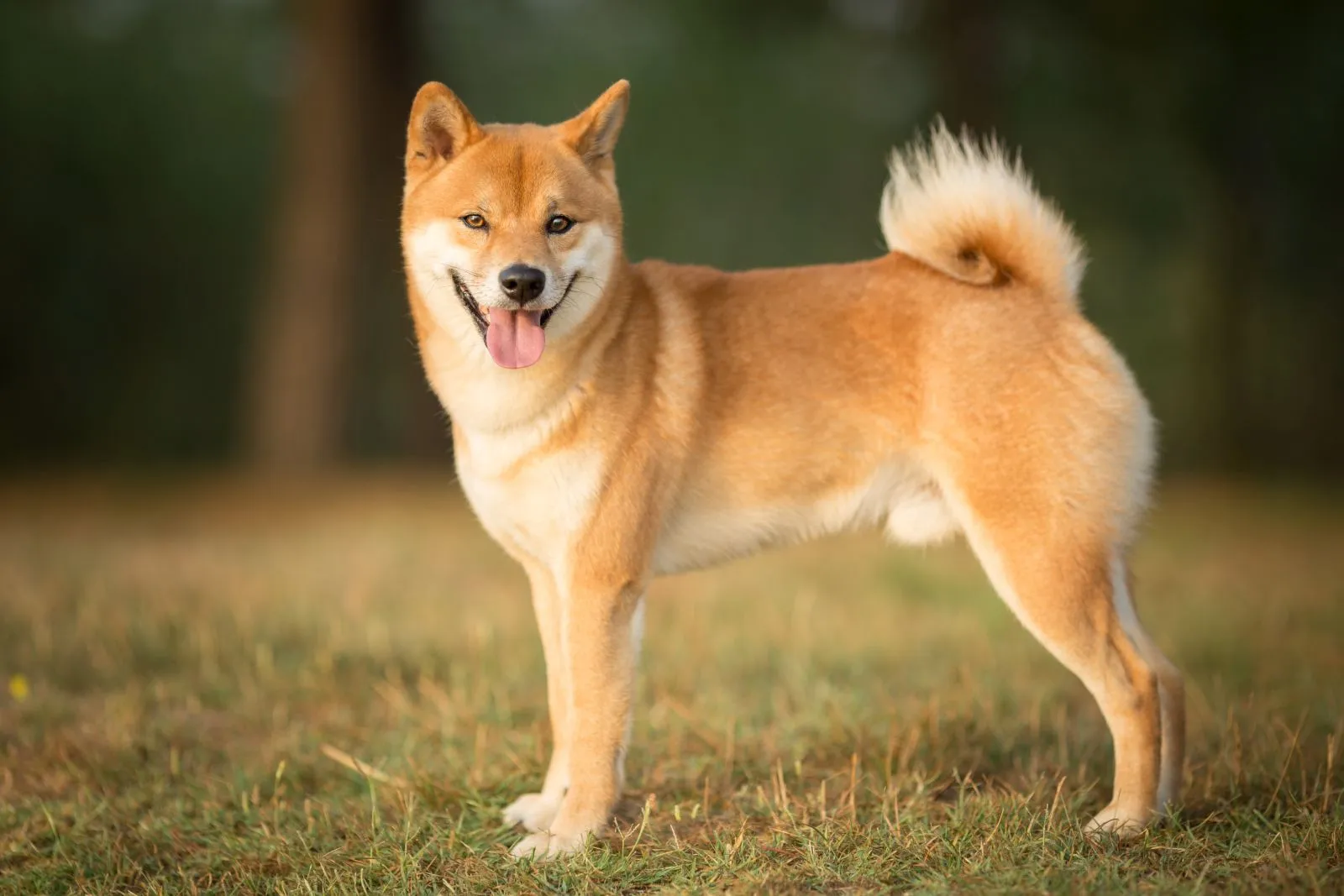 Chien Shibe Wow