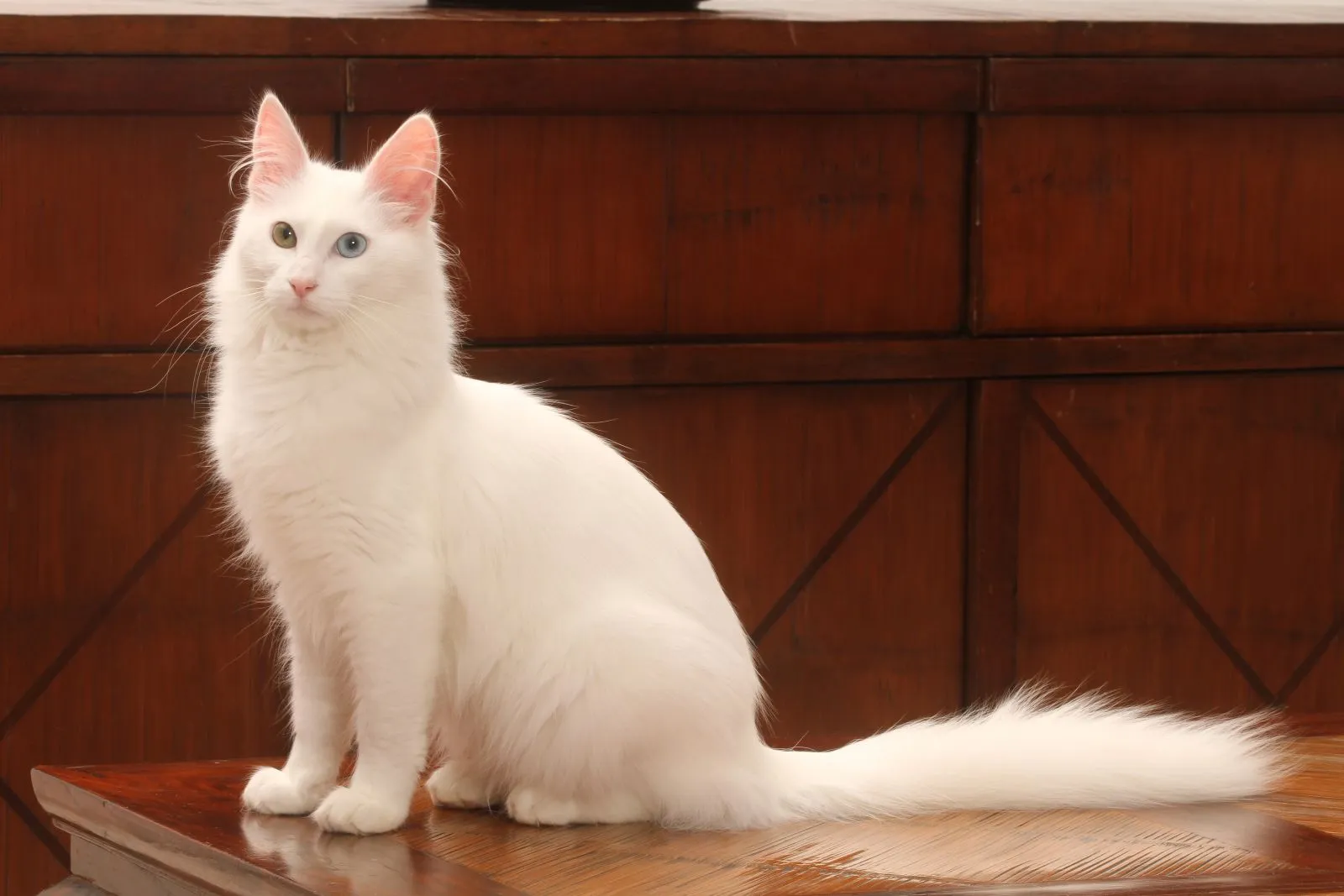Angora turc : caractère, santé, élevage, adoption | zooplus
