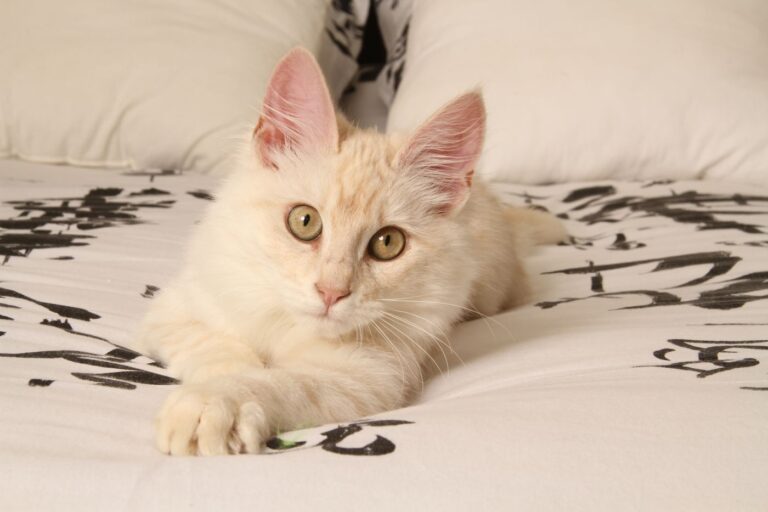 Angora turc : caractère, santé, élevage, adoption | zooplus