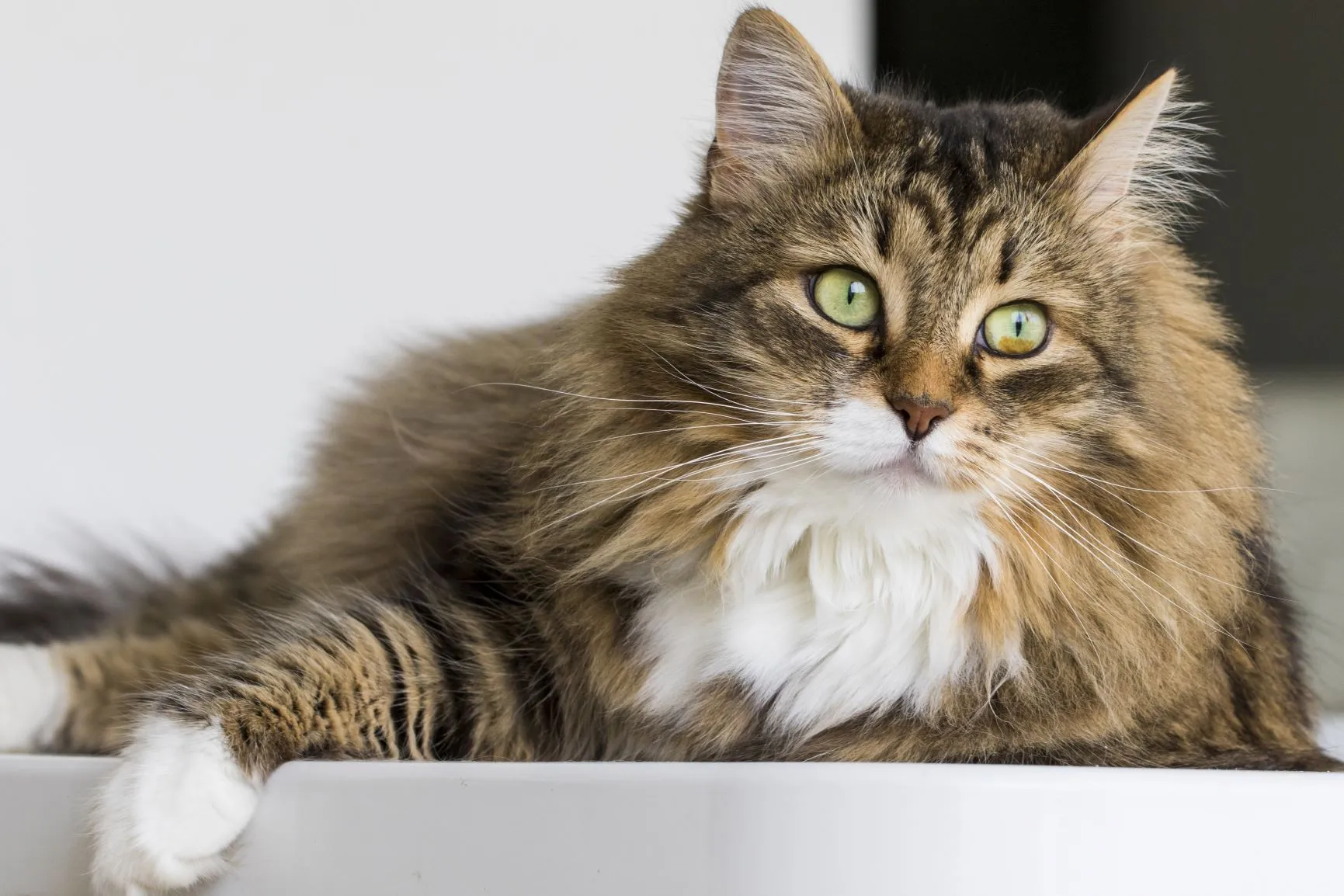 Chat Sibérien : caractère, prix et origines | Magazine zooplus