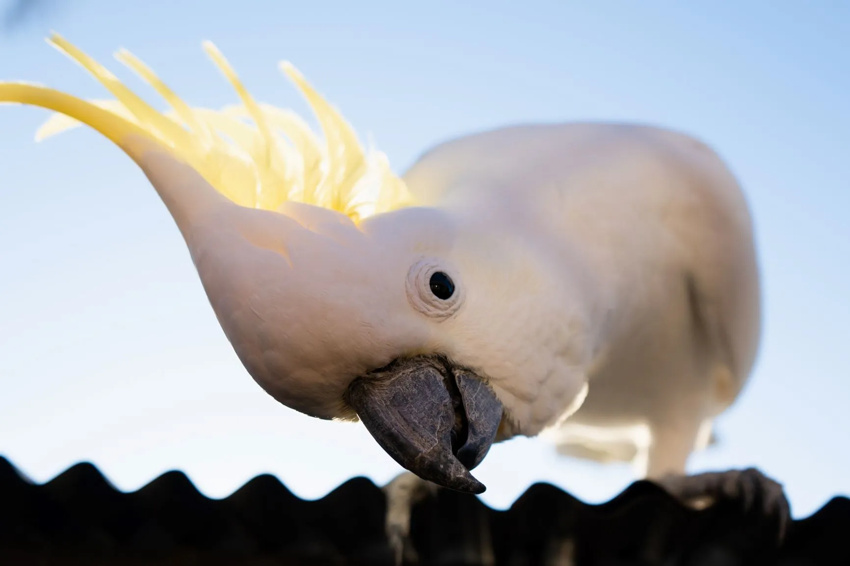 Cacatoès : caractère, mode de vie, entretien | Magazine zooplus