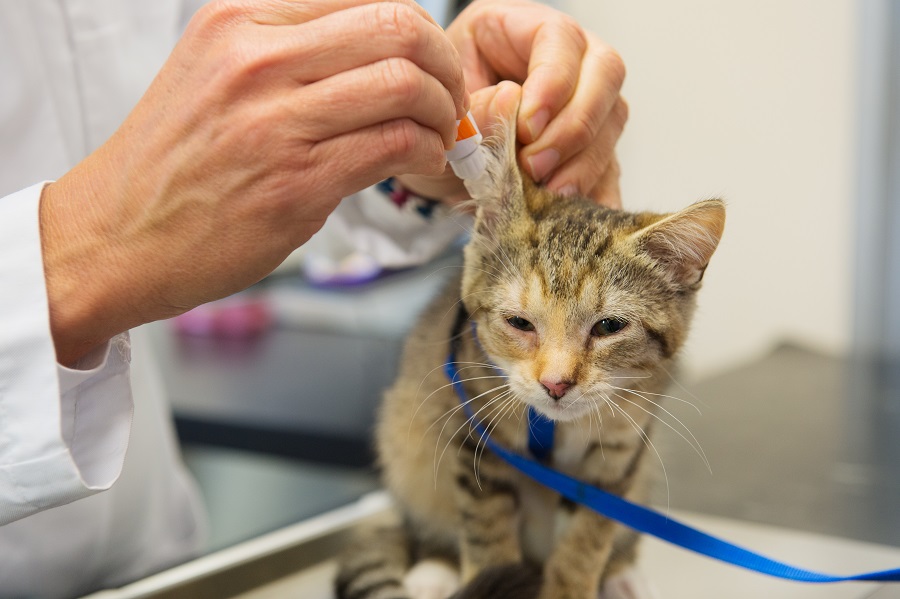 L'otite chez le chat : symptômes et traitements | Magazine zooplus