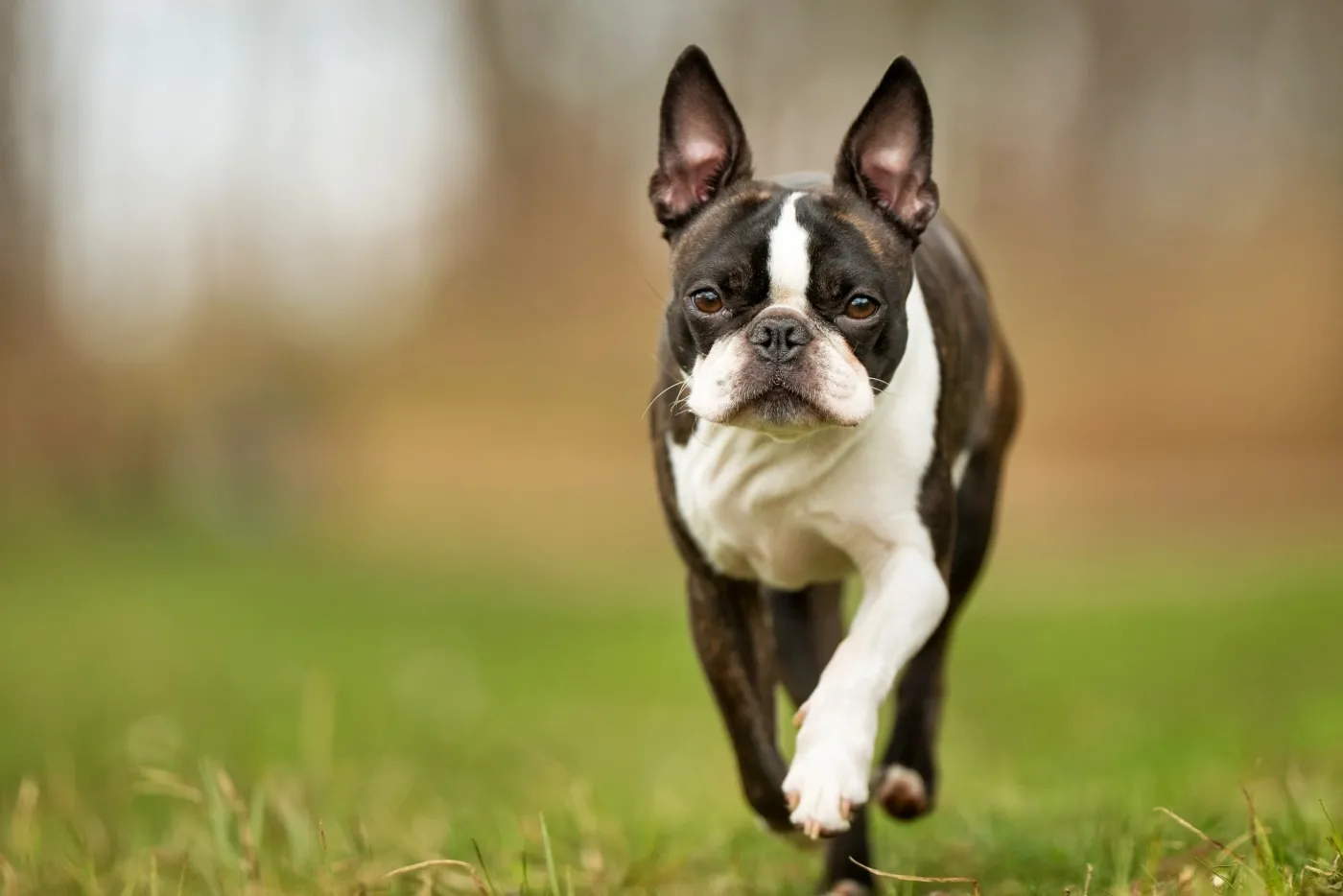 Boston Terrier : caractère, prix, mode de vie | zooplus