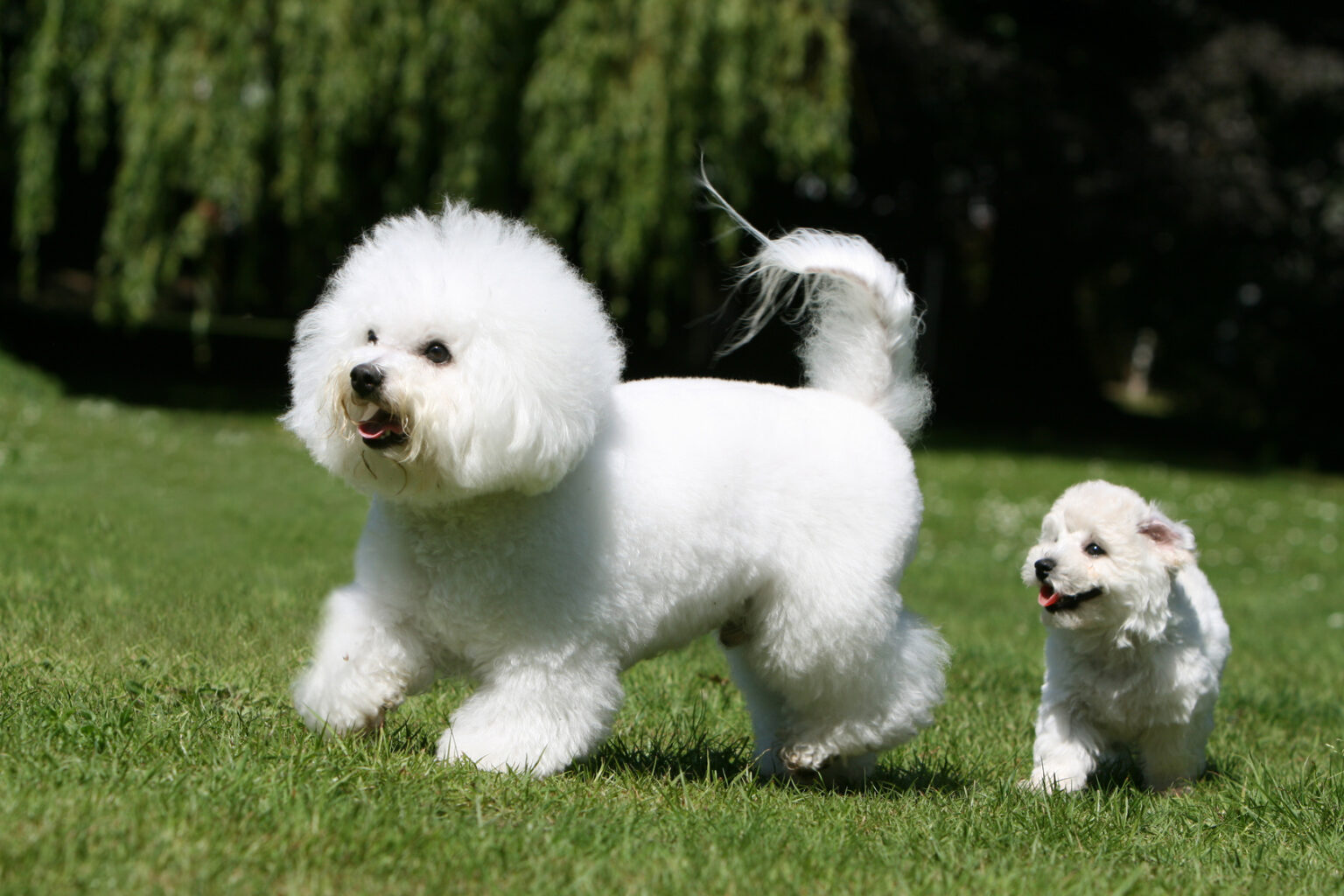 Bichon frisé : prix, caractère, éducation | Magazine zooplus
