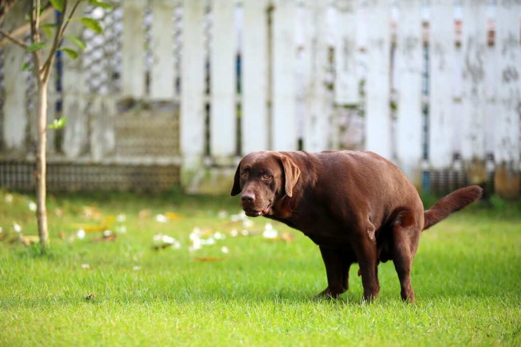 Couleur et consistance des selles du chien : que révèlent-elles