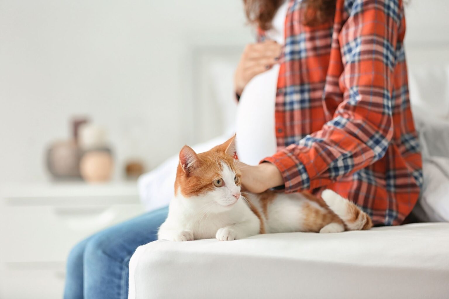 Présence de chat et femme enceinte : risque de maladie
