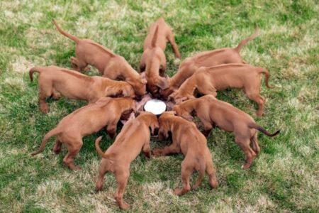 Rhodesian Ridgeback : prix, caractère, élevage | Magazine zooplus