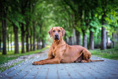 Rhodesian Ridgeback : prix, caractère, élevage | Magazine zooplus