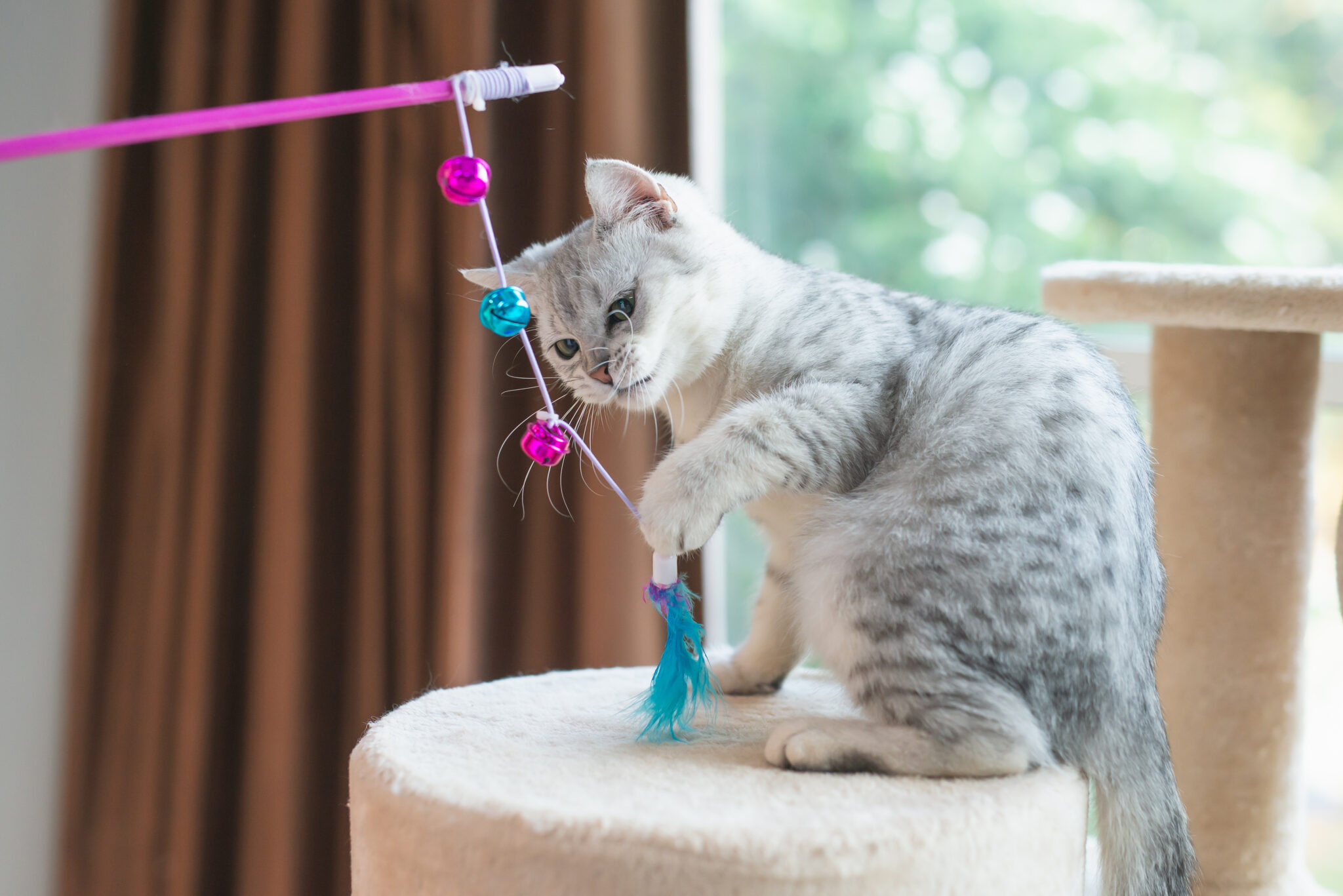 Les accessoires indispensables pour un chat | Magazine zooplus