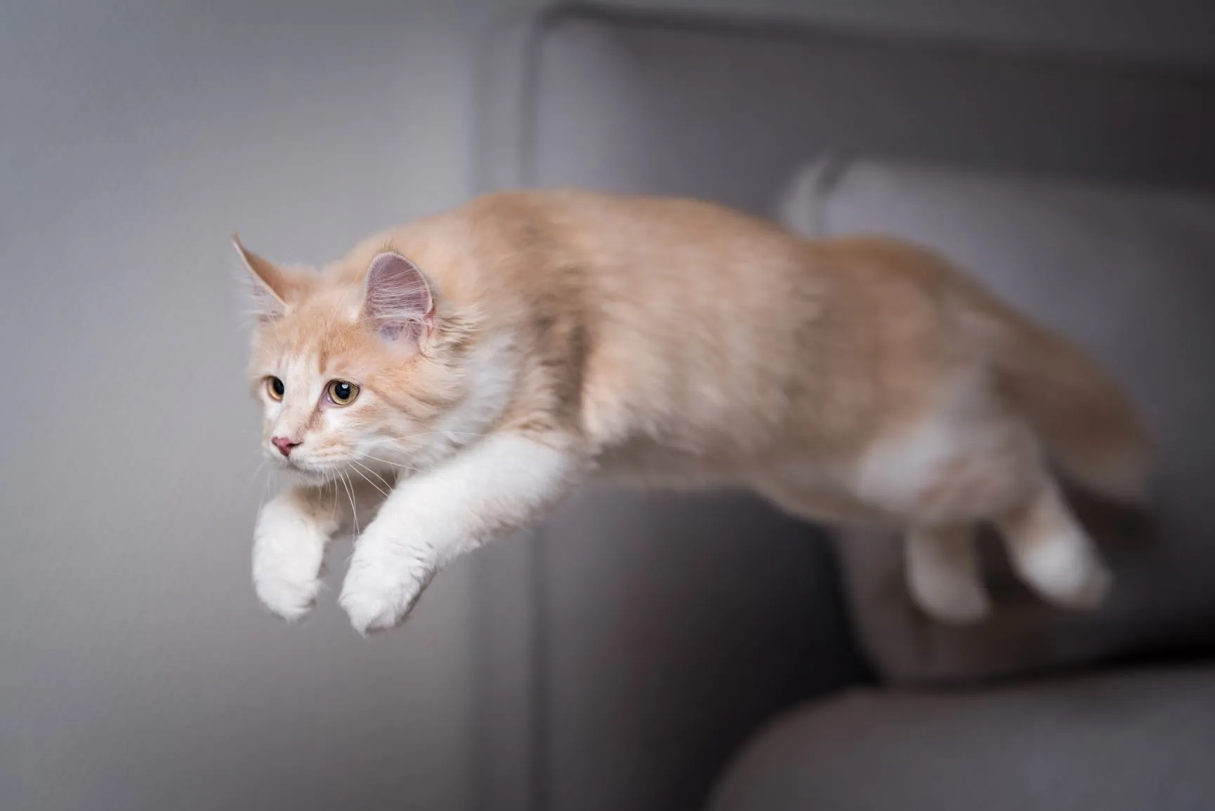 Profil Du Corps Du Chat