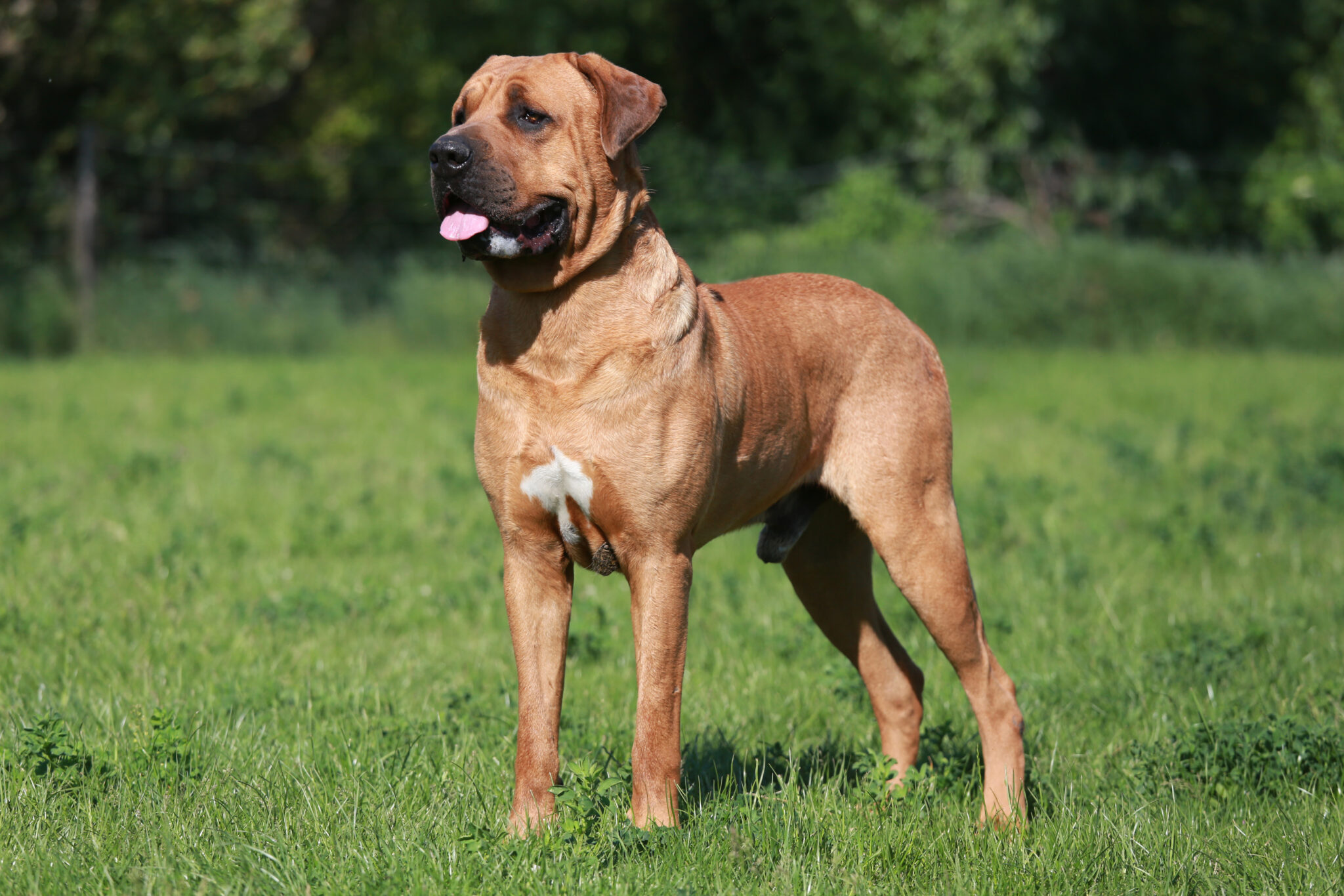 Tosa Inu : caractère, apparence, santé, élevage | Magazine zooplus