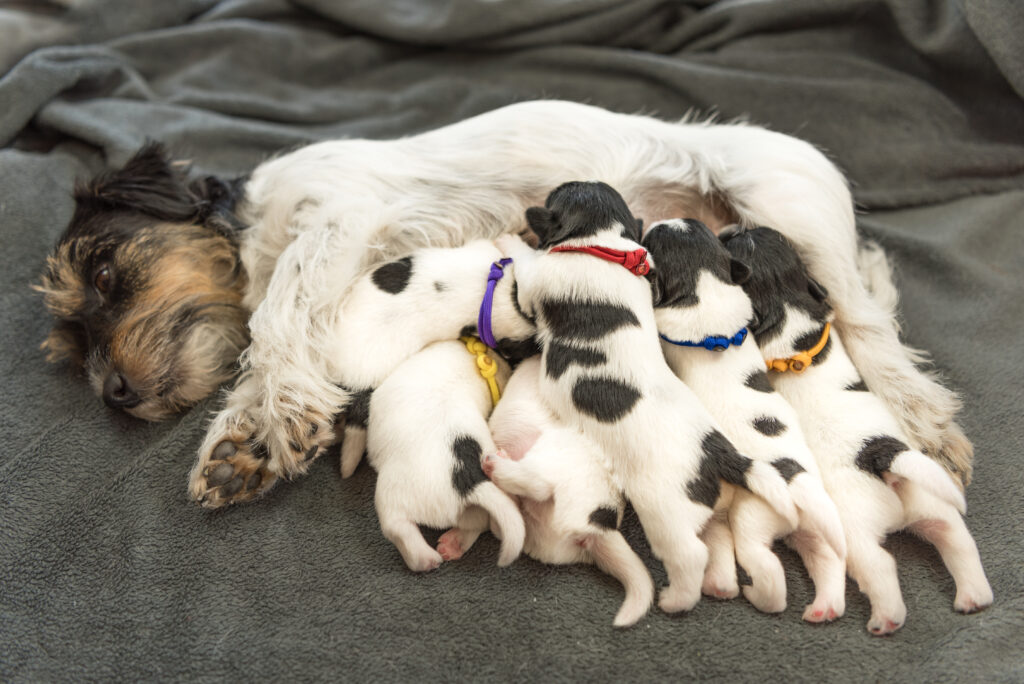Naissance des chiots et allaitement : tous nos conseils