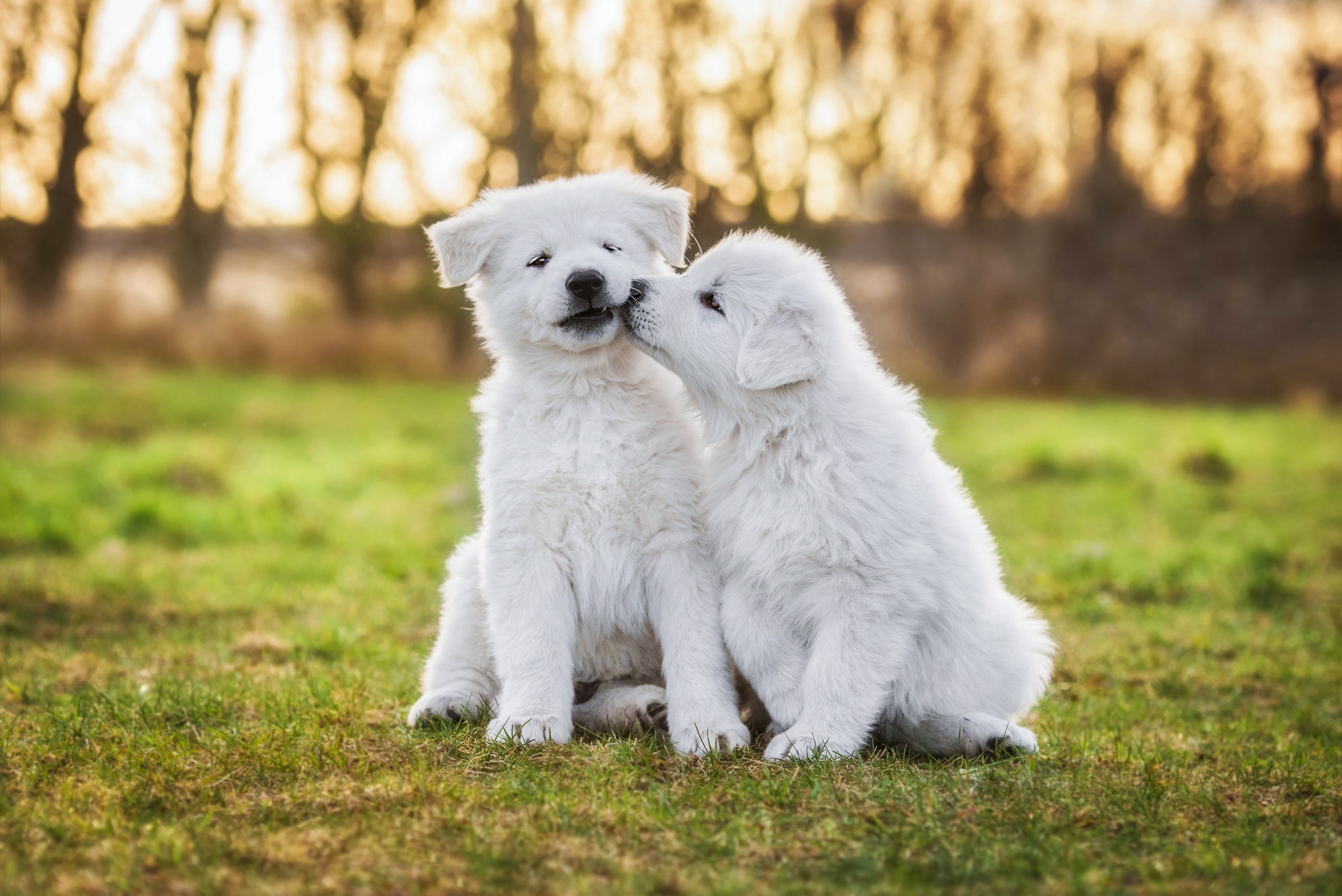 Chien mâle ou femelle : que choisir ? | Magazine zooplus.be
