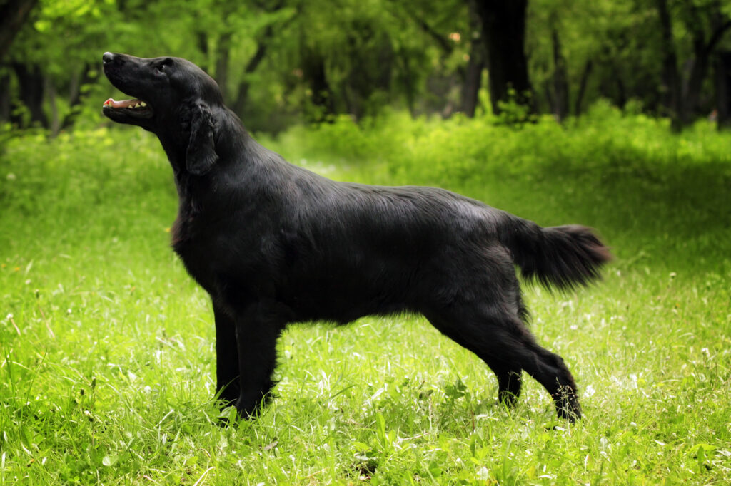 Flat coated retriever : tout savoir sur chien de chasse et de famille