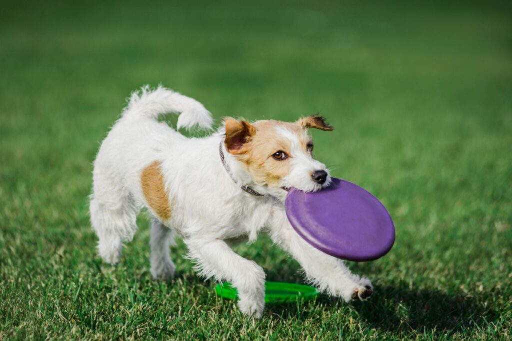 Parson Russell Terrier : physionomie, tempérament, hygiène, santé