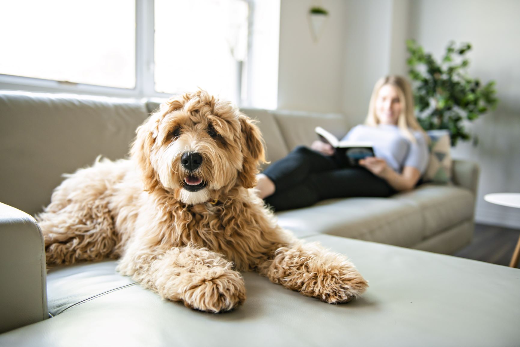 Chien croisé : caractéristiques, avantages, inconvénients.