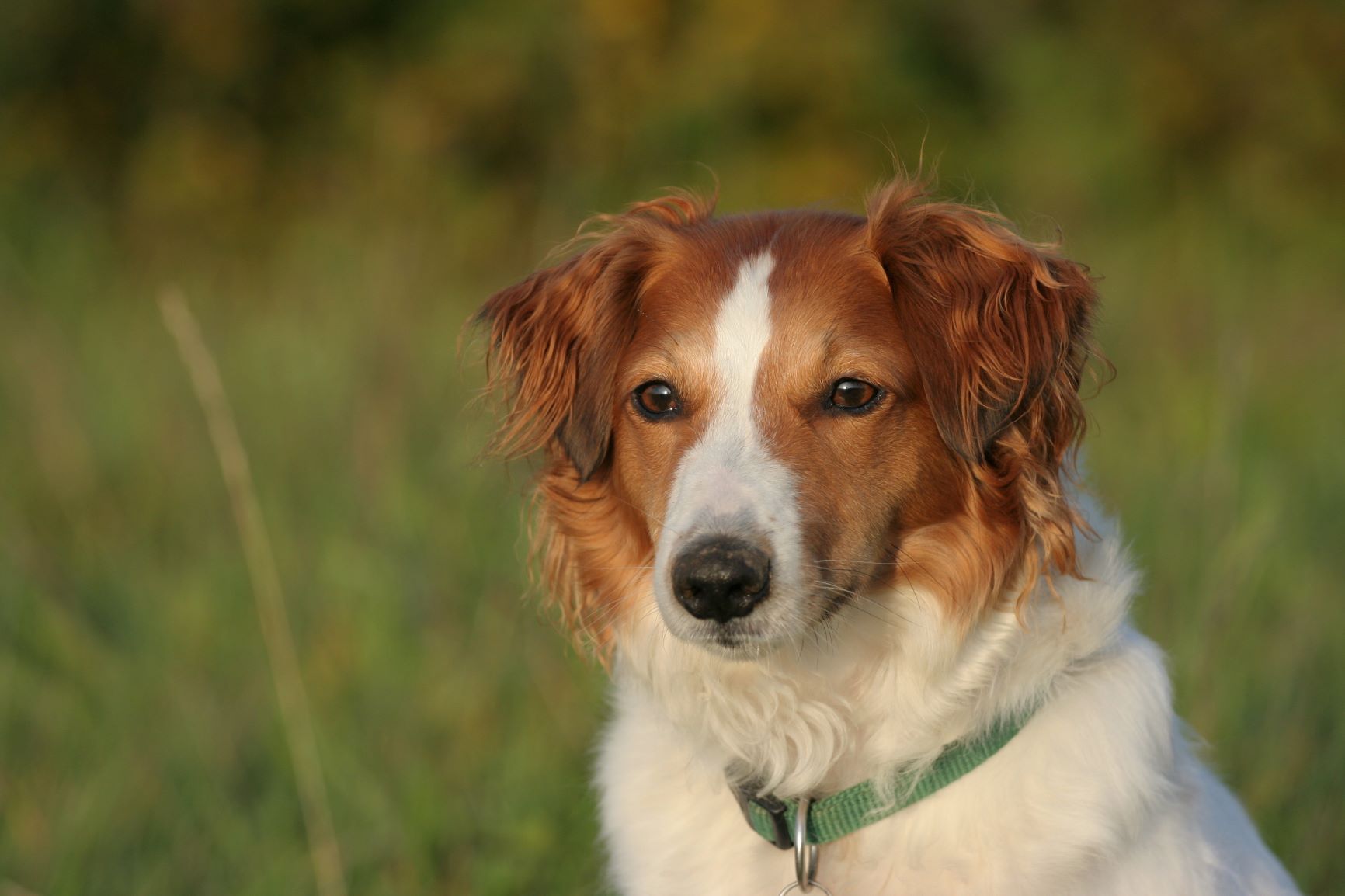 Chien croisé : caractéristiques, avantages, inconvénients.