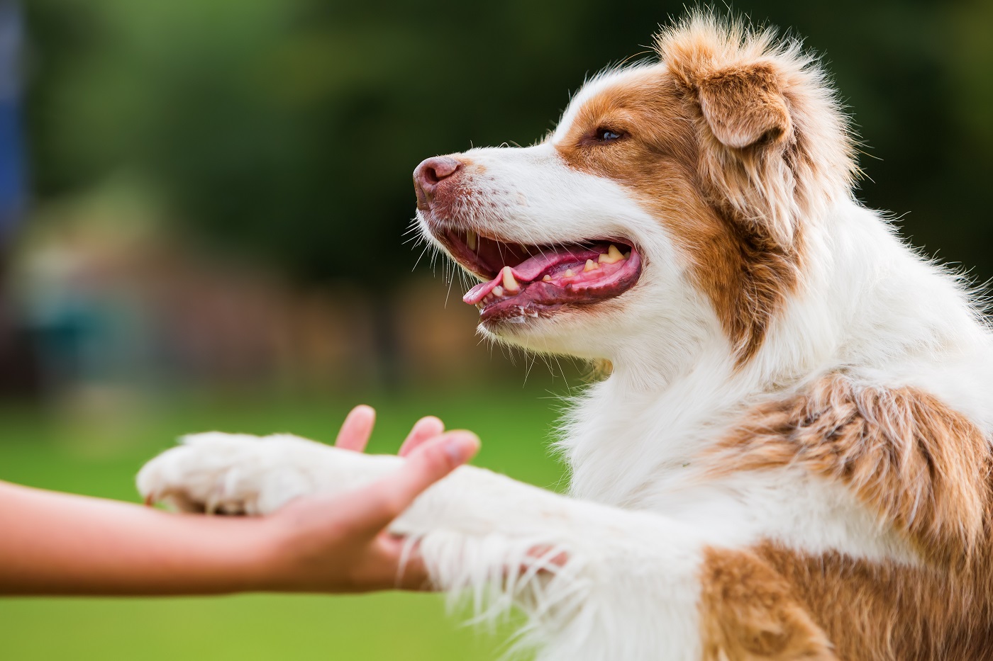 Patte du chien : morphologie, fonctions, soins. Tout savoir
