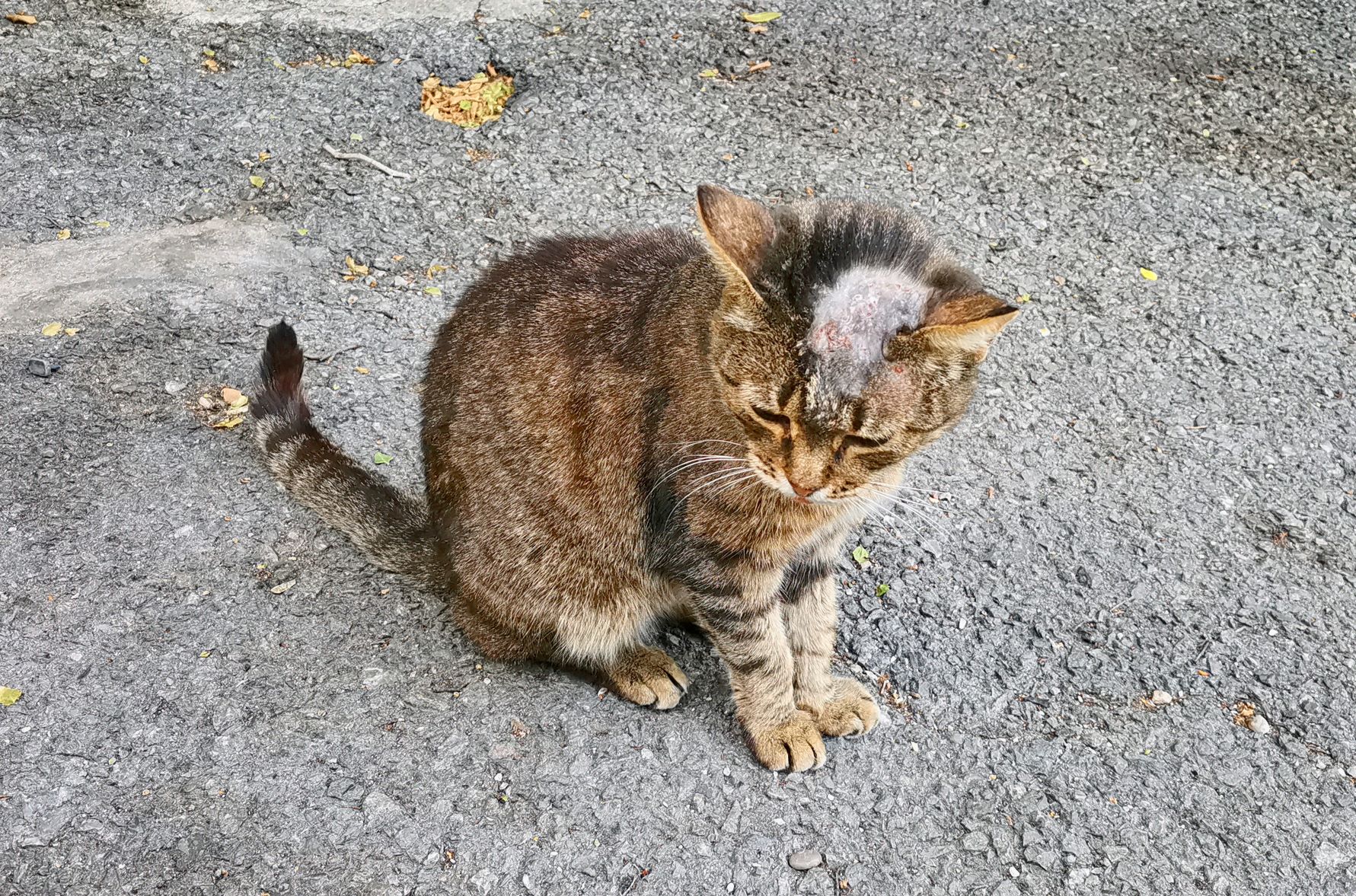 Teigne du chat : comment la repérer et la traiter