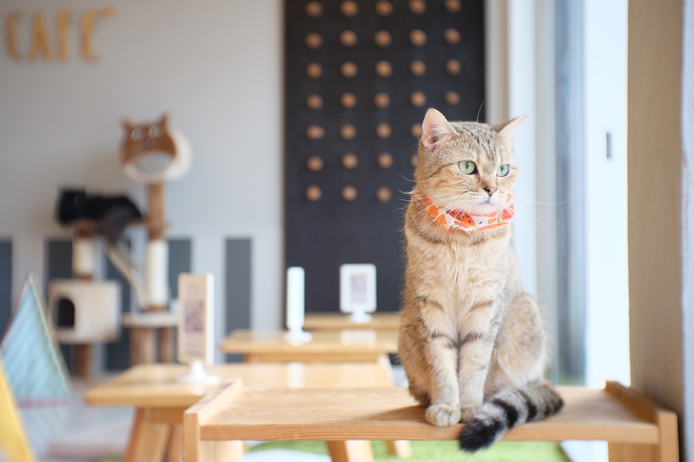 Bar à chat : qu'est-ce que c'est, respectent-ils le bien-être animal