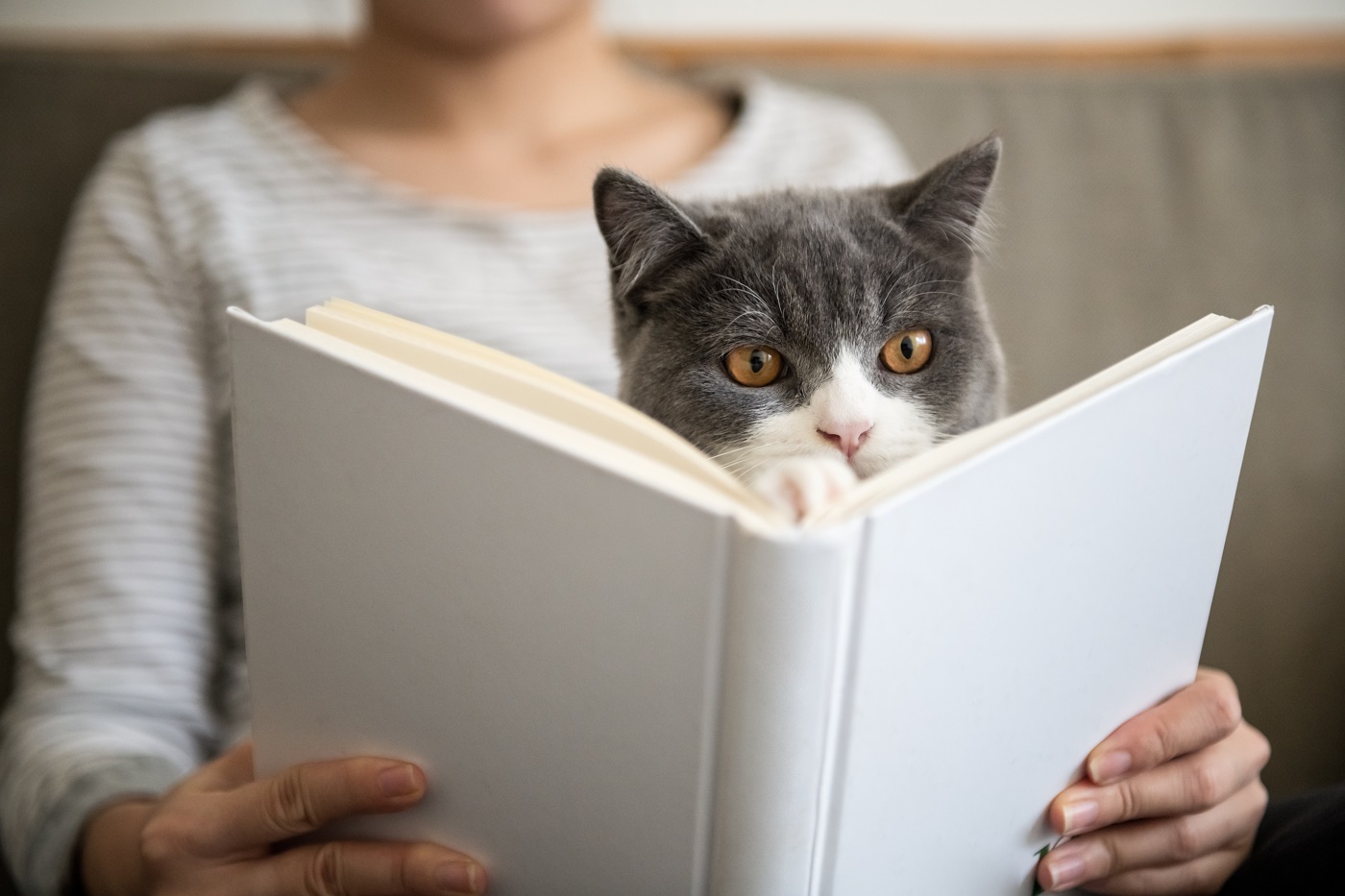 Citations sur les chats : les bons mots les plus connus sur les félins