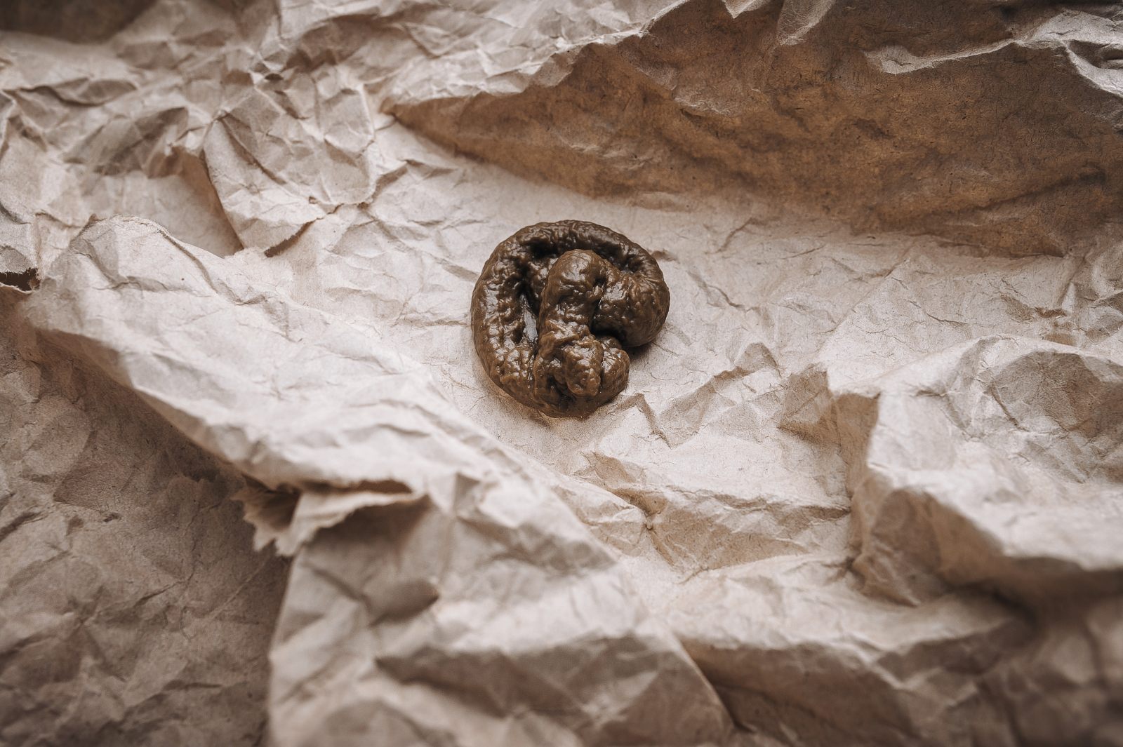 Crotte de chat : que nous disent-elle sur son état de santé