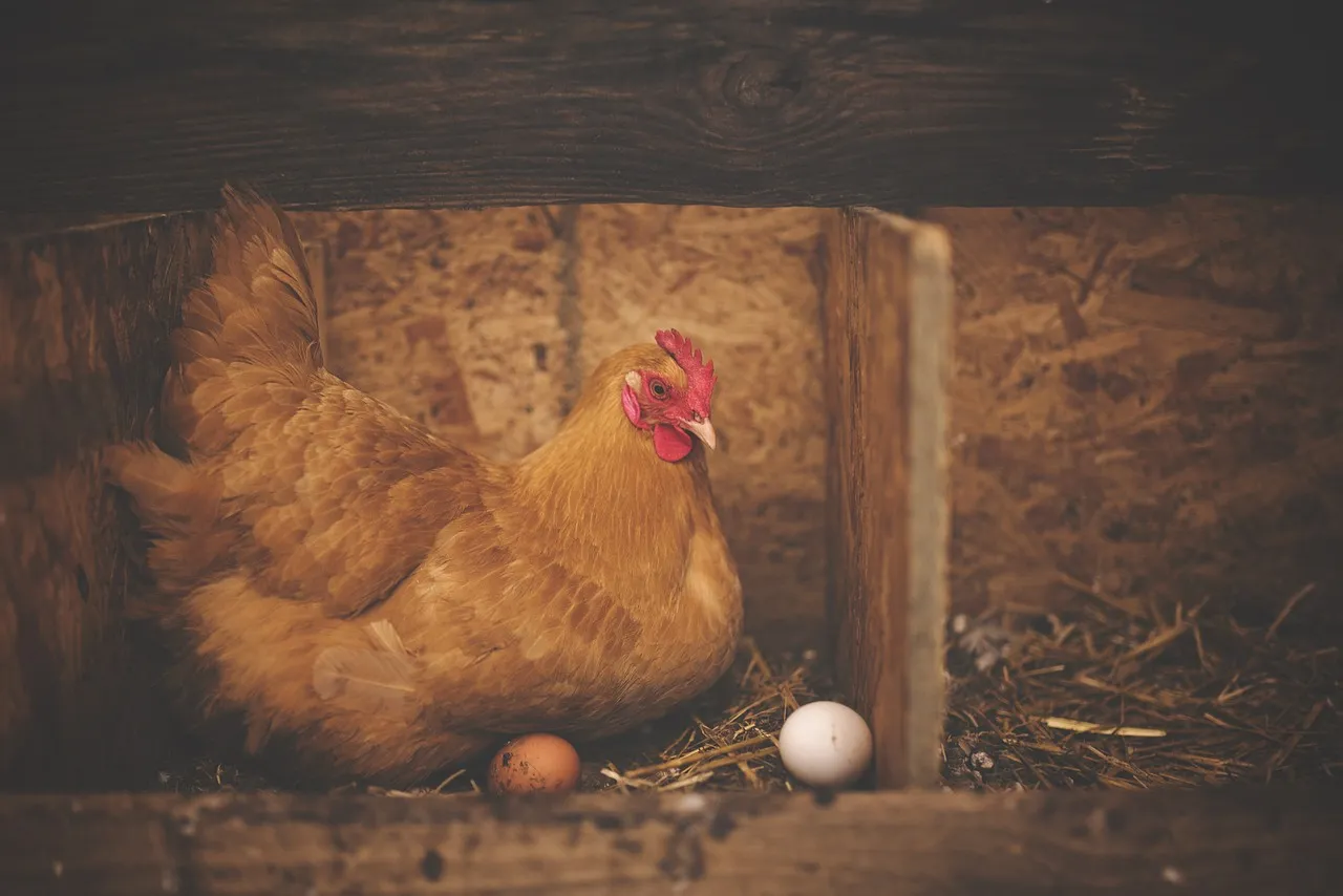 Que mange une poule pondeuse ? Conseils pour une ponte au top