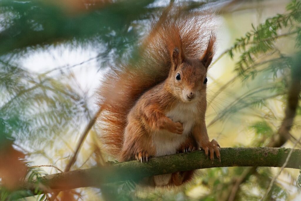 Écureuil : tout savoir sur ce petit animal forestier