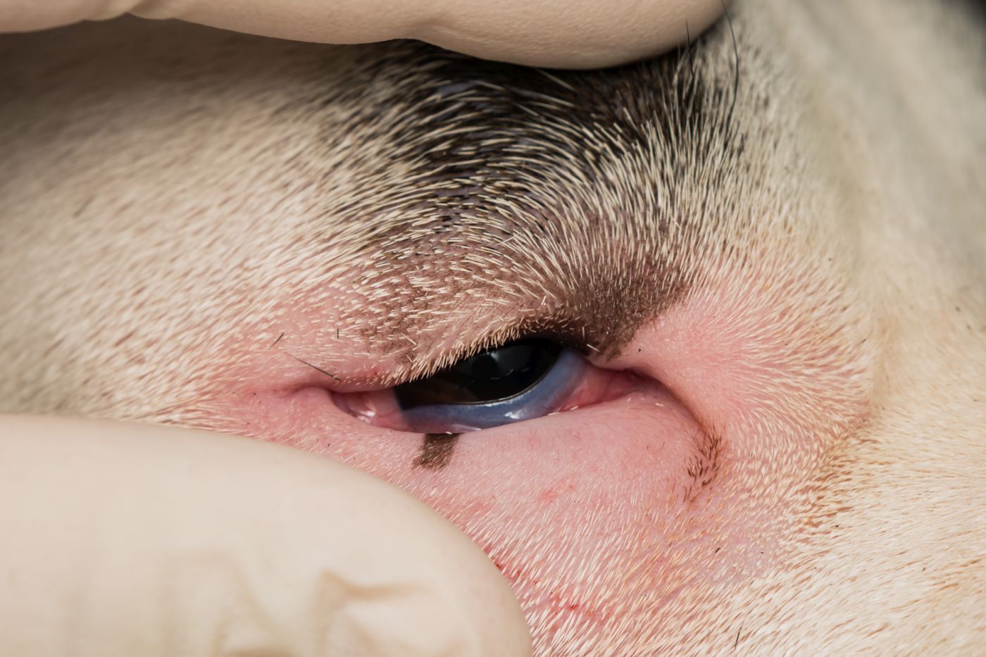 Entropion chez le chien : origines, symptômes, traitements