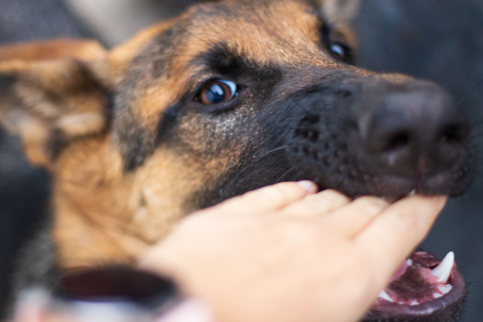 Blessures Par Morsure De Berger Allemand Le Chien Des Biden A Mordu