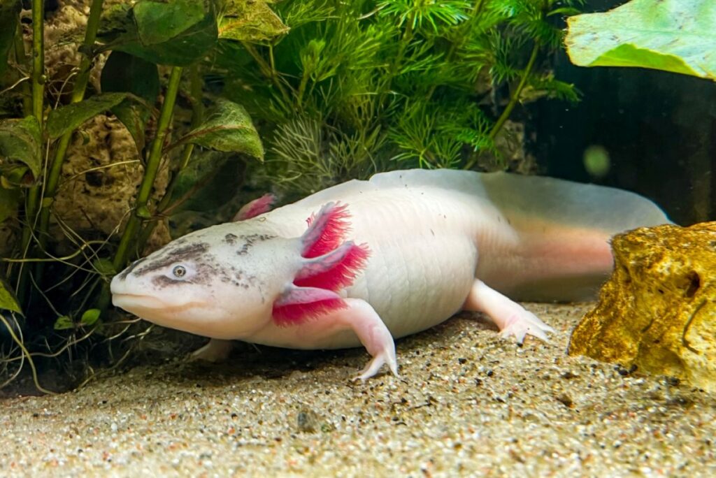 Axolotl : élevage, alimentation et origines | Magazine zooplus