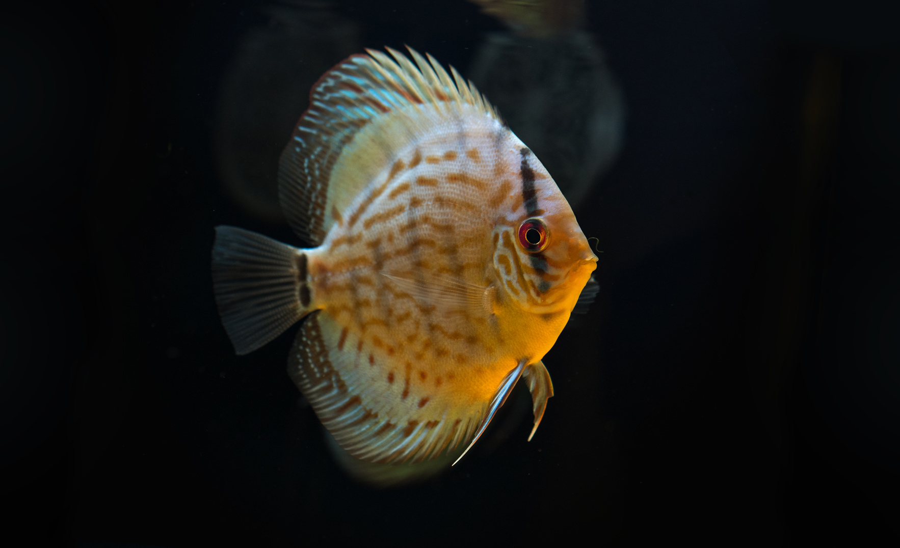 Discus : alimentation, santé et entretien de l'aquarium