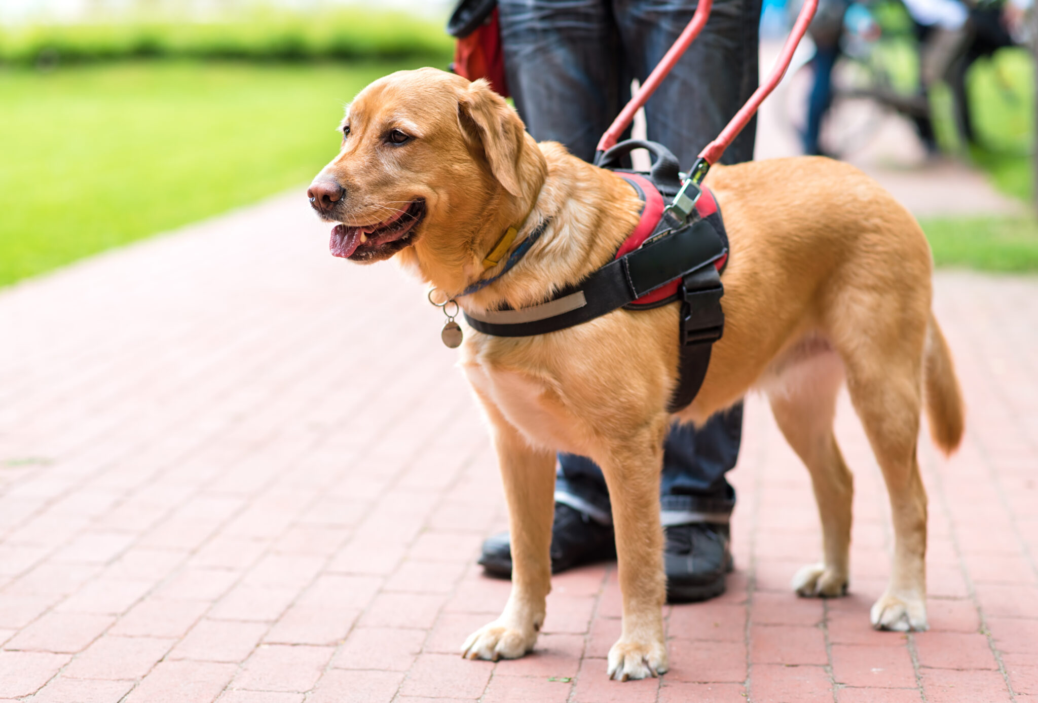 Chien guide d'aveugle : tout savoir sur leur formation
