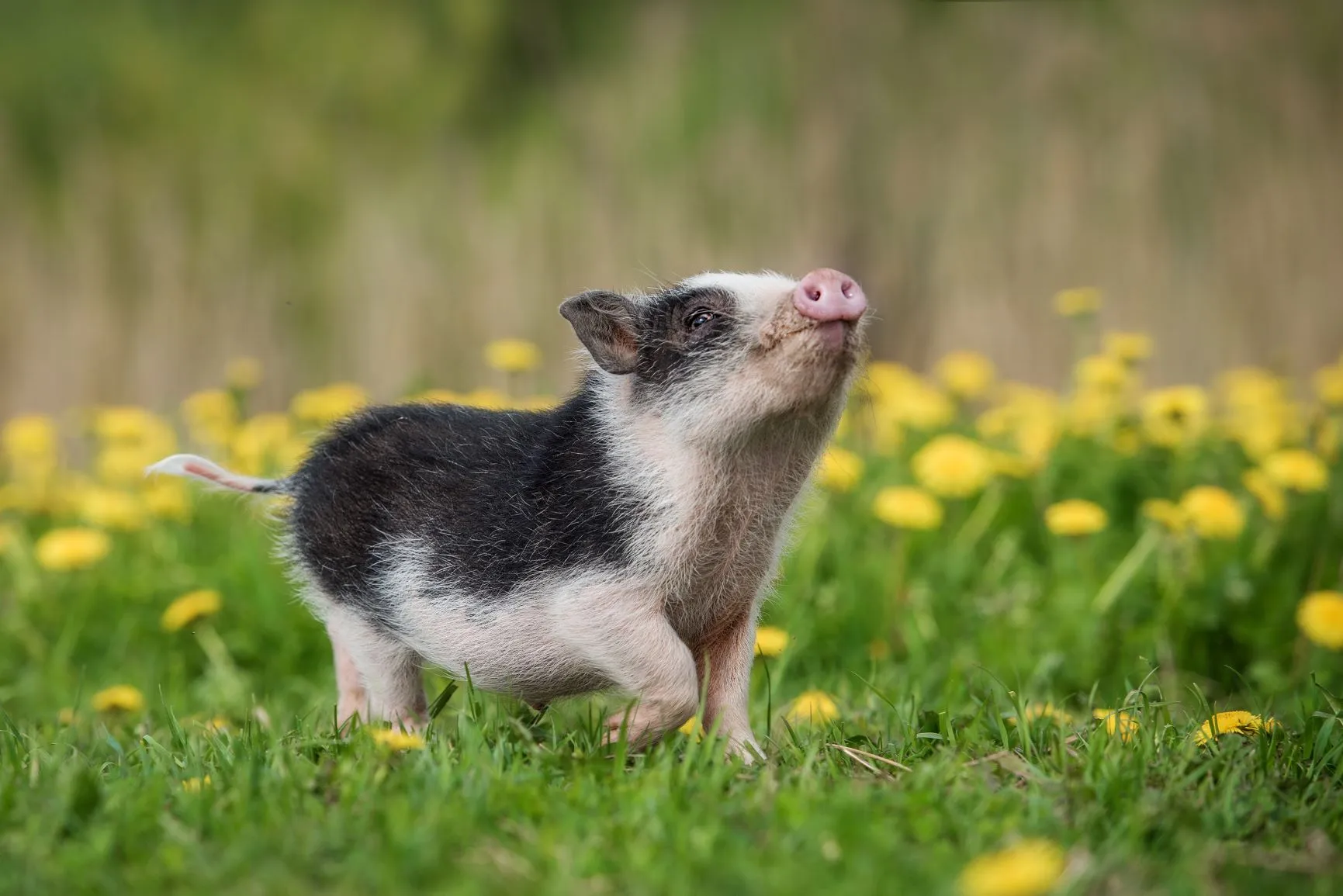 Cochon nain : tout savoir sur ces cochons de petite taille