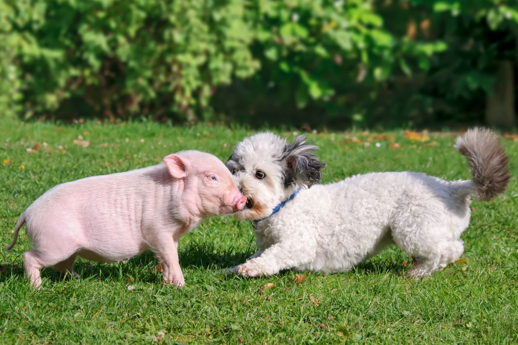 Cochon nain : tout savoir sur ces cochons de petite taille