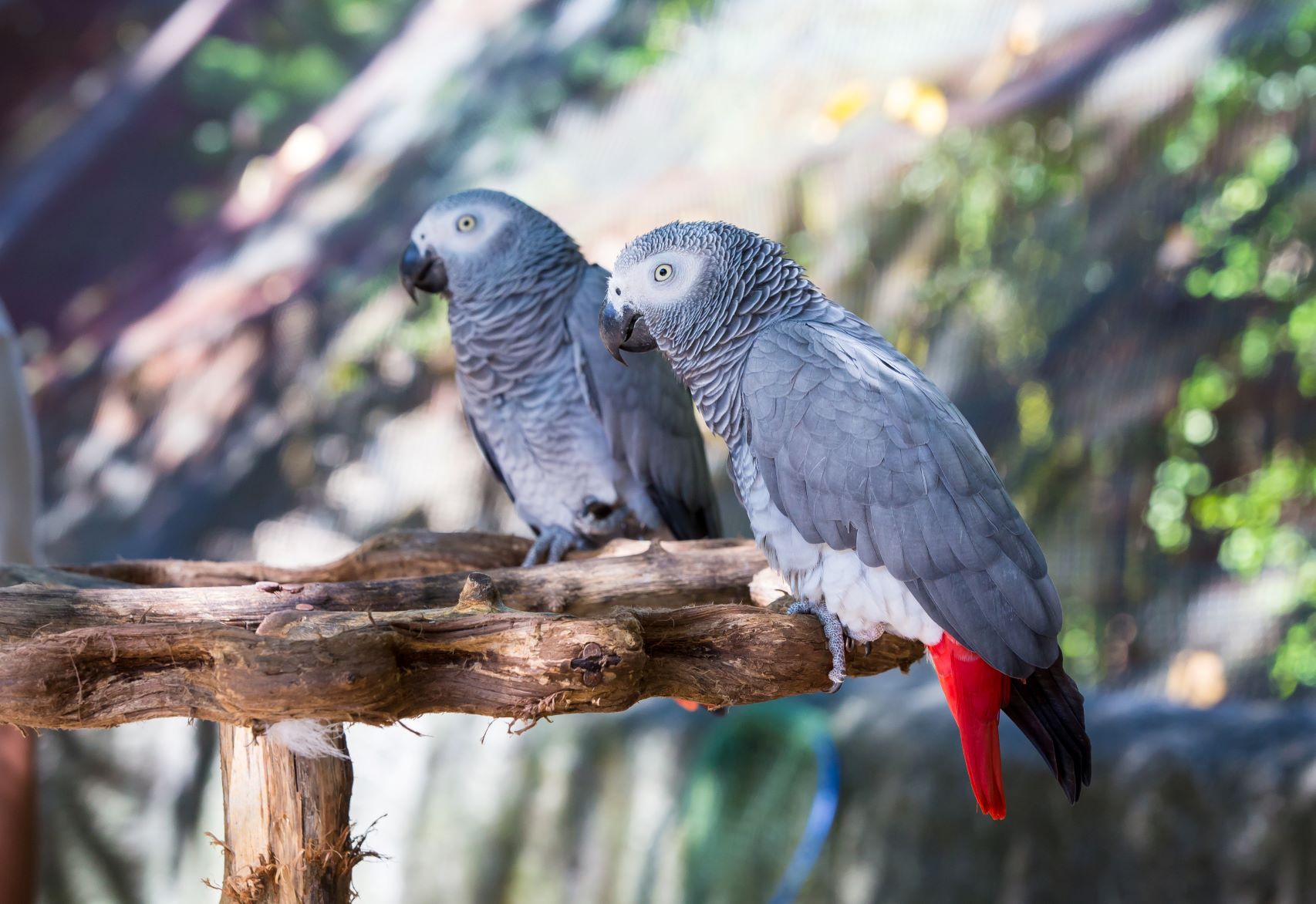 Gris du Gabon (perroquet Jaco) : tout savoir sur cette race d'oiseau