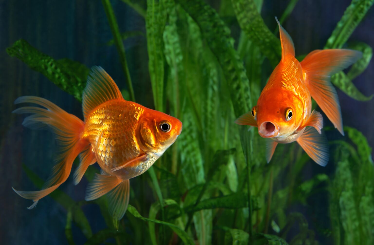 Poisson rouge : tout savoir sur ce poisson d'ornement