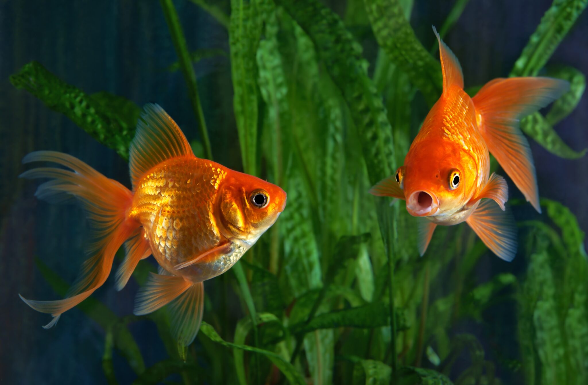 Poisson rouge : tout savoir sur ce poisson d'ornement